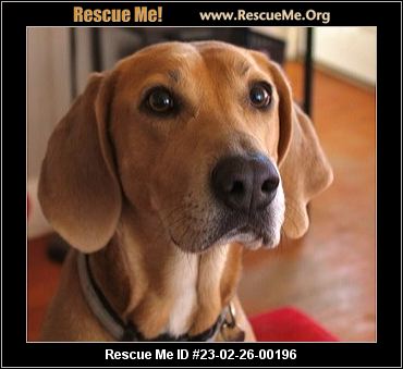 - Idaho Dog Rescue - ADOPTIONS - Rescue Me!