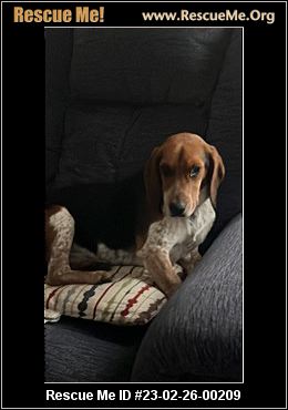 - Oklahoma Beagle Rescue - ADOPTIONS - Rescue Me!