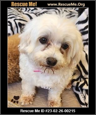- Arizona Maltese Rescue - ADOPTIONS - Rescue Me!