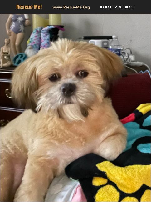 ADOPT 23022600233 ~ Lhasa Apso Rescue ~ Jacksonville beach, FL