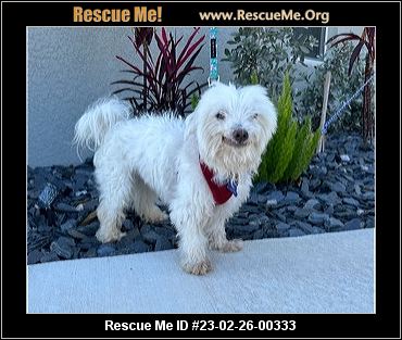 - Florida Maltese Rescue - ADOPTIONS - Rescue Me!