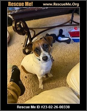 - Minnesota Dog Rescue - ADOPTIONS - Rescue Me!