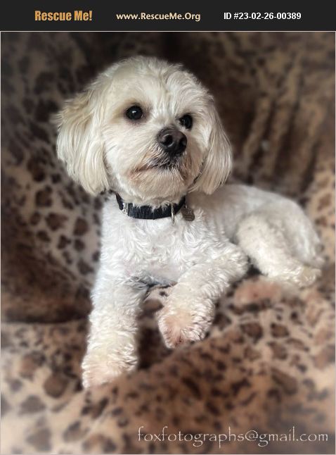 ADOPT 23022600389 ~ Maltese Rescue ~ San Pedro, CA