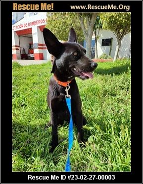 - California Australian Kelpie Rescue - ADOPTIONS - Rescue Me!
