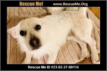 - California Corgi Rescue - ADOPTIONS - Rescue Me!