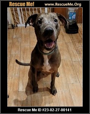 - Florida Pit Bull Rescue - ADOPTIONS - Rescue Me!