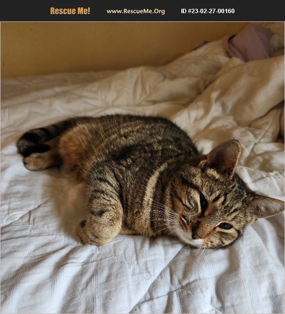 ADOPT 23022700160 ~ Domestic Cat Rescue ~ Great Mills, MD