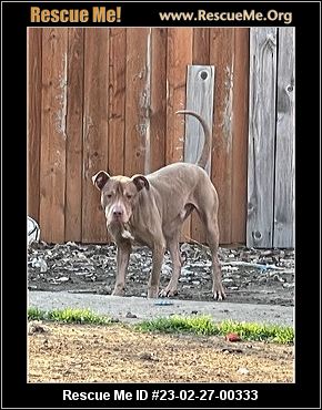 - Texas Pit Bull Rescue - ADOPTIONS - Rescue Me!