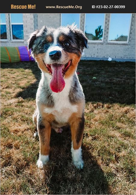 ADOPT 23022700399 ~ Australian Shepherd Rescue ~ Houston, TX