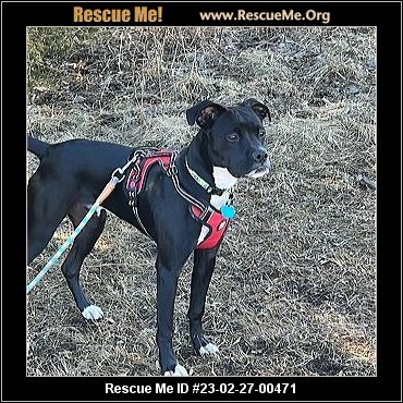 - Kansas Dog Rescue - ADOPTIONS - Rescue Me!