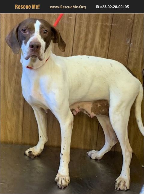 ADOPT 23022800105 ~ Pointer Rescue ~ Asheville, NC