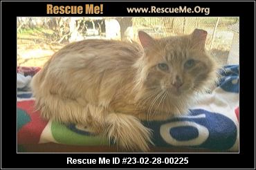 - Missouri Cat Rescue - ADOPTIONS - Rescue Me!