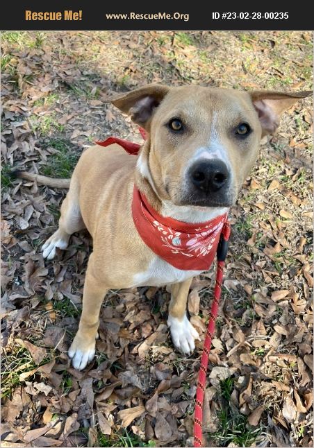ADOPT 23022800235 ~ Rhodesian Ridgeback Rescue ~ Muskego, WI