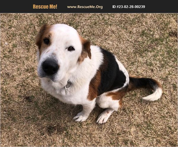 ADOPT 23022800239 ~ Collie Rescue ~ Scottsdale, AZ