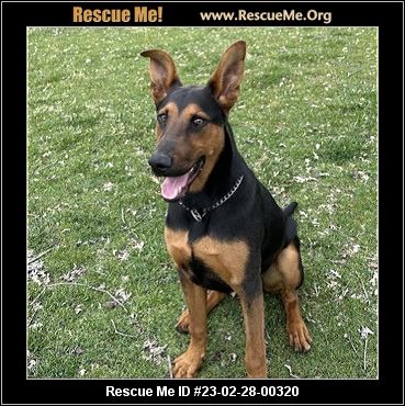 - California Doberman Pinscher Rescue - ADOPTIONS - Rescue Me!