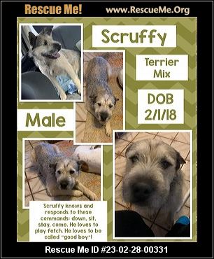 - Texas Schnauzer Rescue - ADOPTIONS - Rescue Me!