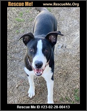 - Texas Border Collie Rescue - ADOPTIONS - Rescue Me!