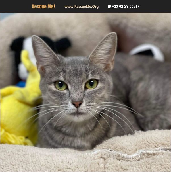 ADOPT 23022800547 ~ American Shorthair Rescue ~ Bethel, CT