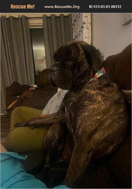 ADOPT 23030100312 ~ Mastiff Rescue ~ Temecula, CA