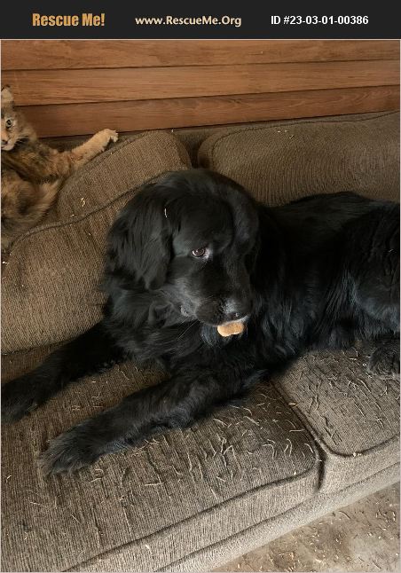ADOPT 23030100386 ~ Newfoundland Rescue ~ Eugene, OR