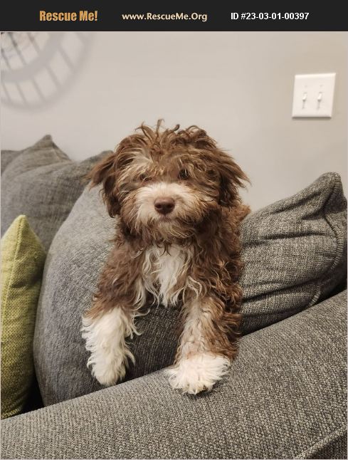 ADOPT 23030100397 ~ Havanese Rescue ~ Tuscarawas County, OH