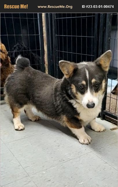 ADOPT 23030100474 ~ Corgi Rescue ~ Denver, IN