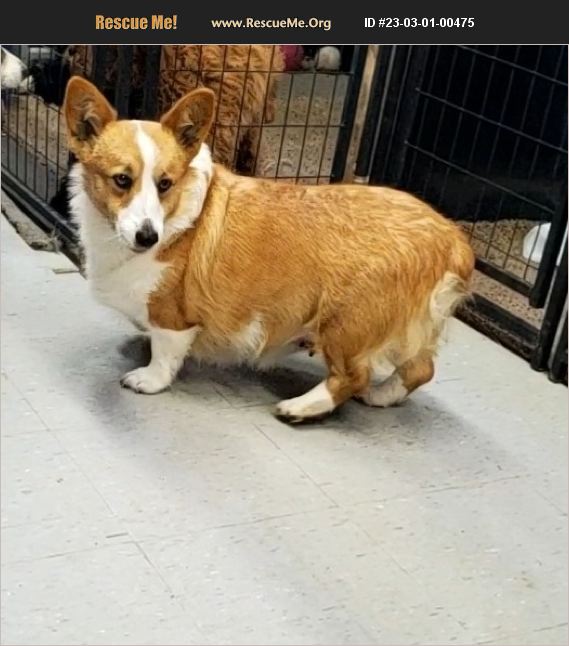 ADOPT 23030100475 ~ Corgi Rescue ~ Denver, IN