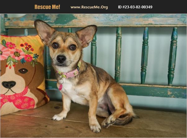 ADOPT 23030200349 ~ Corgi Rescue ~ San Antonio, TX