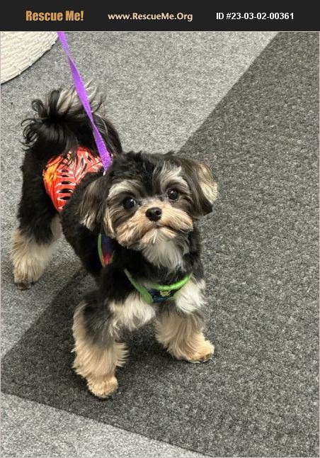 ADOPT 23030200361 ~ Yorkie Rescue ~ La Quinta, CA