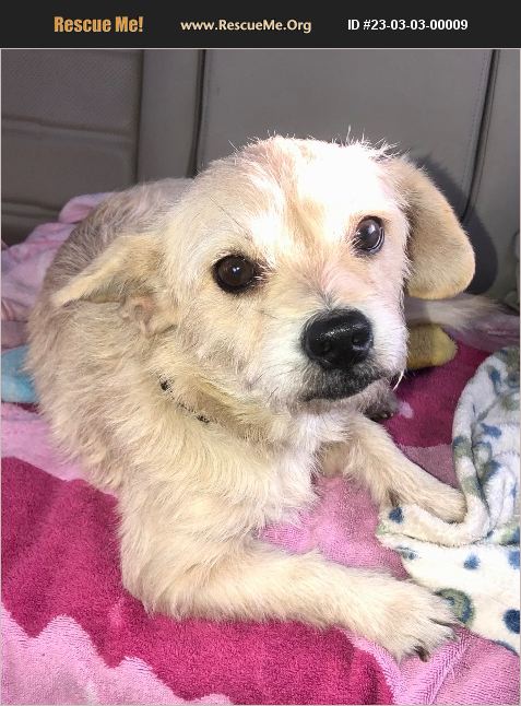 ADOPT 23030300009 ~ Yorkie Rescue ~ Boca Raton, FL