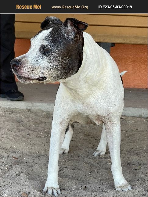 ADOPT 23030300019 ~ Pit Bull Rescue ~ Fort Myers Beach, FL