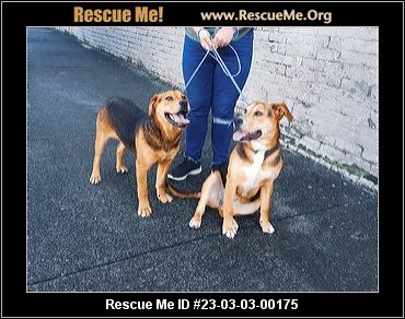 - Tennessee Treeing Walker Coonhound Rescue - ADOPTIONS - Rescue Me!
