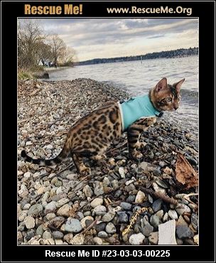 - Washington Cat Rescue - ADOPTIONS - Rescue Me!