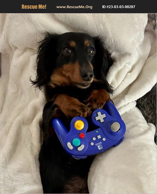 ADOPT 23030300287 ~ Dachshund Rescue ~ Onondaga County, NY