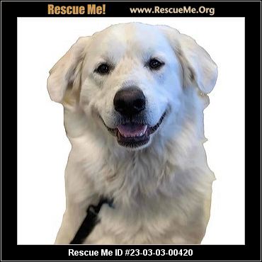 - Colorado Great Pyrenees Rescue - ADOPTIONS - Rescue Me!