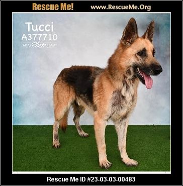 - Pennsylvania German Shepherd Rescue - ADOPTIONS - Rescue Me!