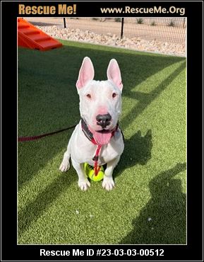 - Arizona Bull Terrier Rescue - ADOPTIONS - Rescue Me!