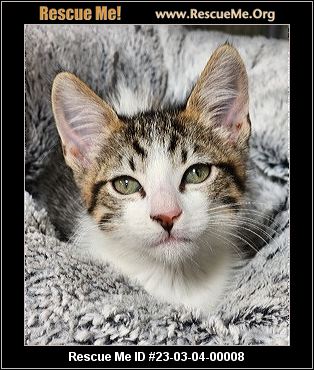 - California Cat Rescue - ADOPTIONS - Rescue Me!