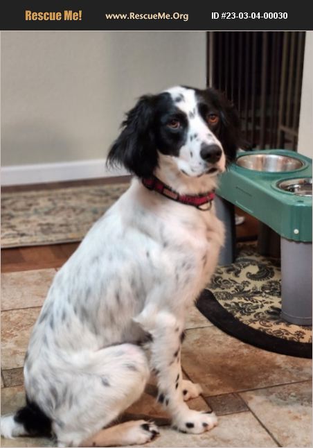 ADOPT 23030400030 ~ English Setter Rescue ~ Boerne, TX