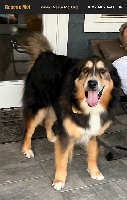 ADOPT 23030400036 ~ Bernese Mountain Dog Rescue ~ Seminole County, FL