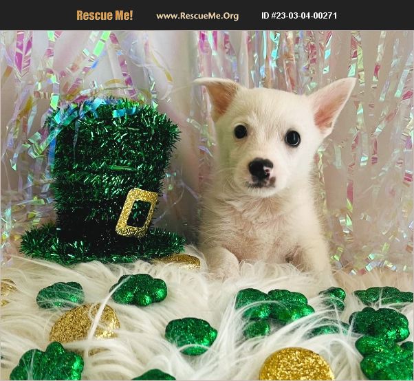 ADOPT 23030400271 ~ Cairn Rescue ~ Phoenix, AZ