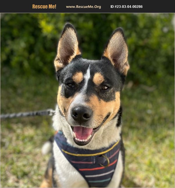 ADOPT 23030400286 ~ Australian Cattle Dog Rescue ~ Carlsbad, CA
