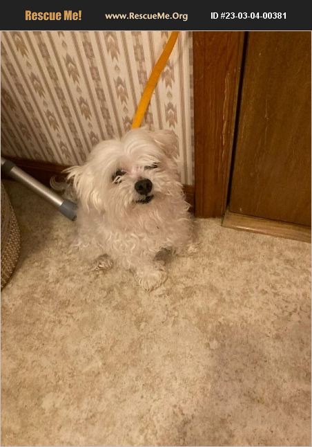 ADOPT 23030400381 ~ Maltese Rescue ~ Newtown, CT