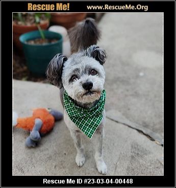 - California Yorkie Rescue - ADOPTIONS - Rescue Me!