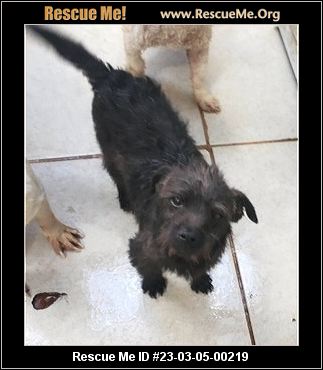 - Arizona Schnauzer Rescue - ADOPTIONS - Rescue Me!