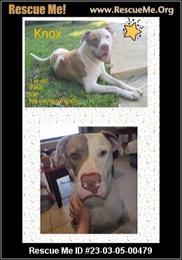 - Florida American Bulldog Rescue - ADOPTIONS - Rescue Me!