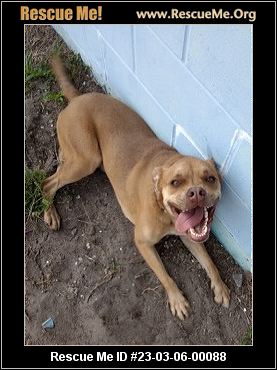 - Florida Boxer Rescue - ADOPTIONS - Rescue Me!