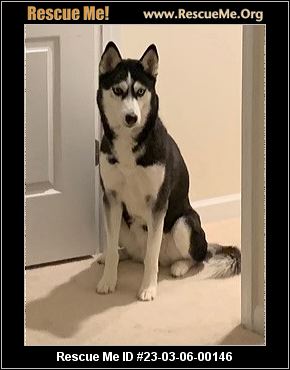 - Virginia Siberian Husky Rescue - ADOPTIONS - Rescue Me!