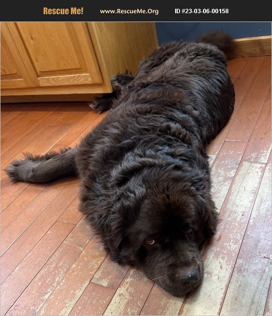 ADOPT 23030600158 ~ Newfoundland Rescue ~ Winter, WI
