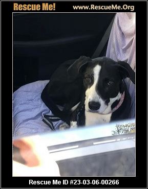 - California Border Collie Rescue - ADOPTIONS - Rescue Me!
